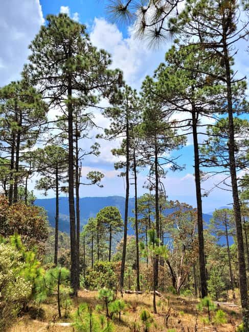 Oaxaca: Sierra Norte Ixtepeji Guided Hike & Lunch, Half-Day - Detailed Exploration of the Itinerary