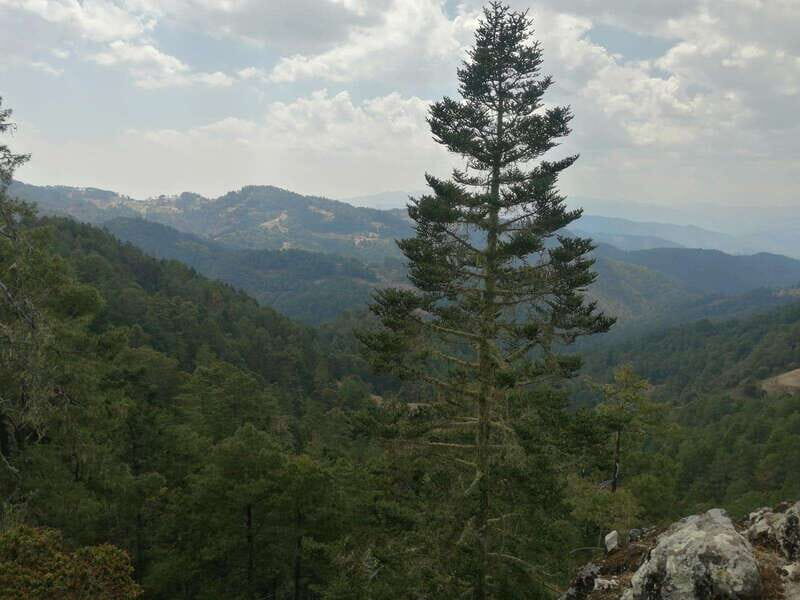 Oaxaca: Sierra Norte Tour with Zipline and Hanging Bridge - A Detailed Look at the Sierra Norte Tour