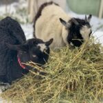 Oberon: Breaky with The Crew - Animal Lover Experience! - Why This Experience Works