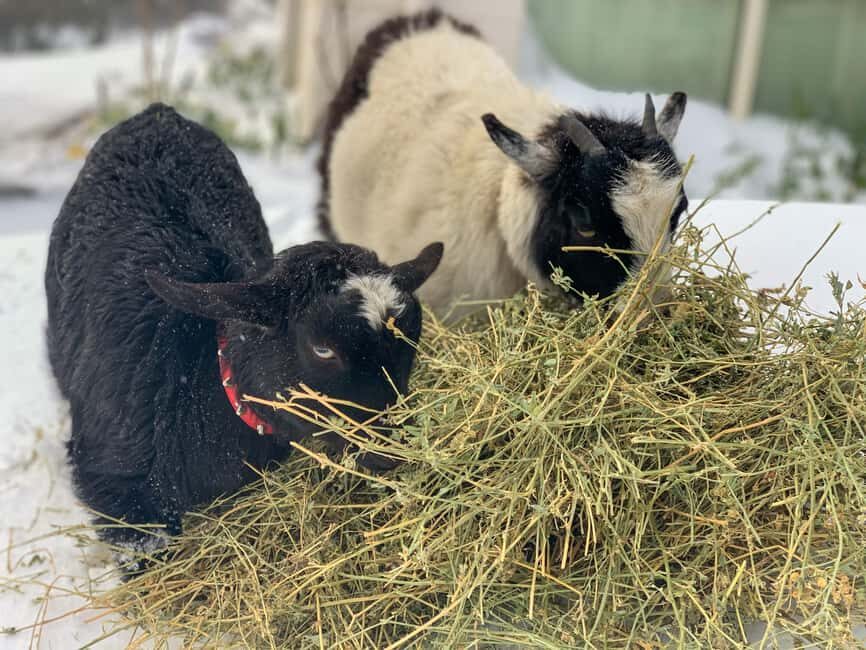 Oberon: Breaky with The Crew - Animal Lover Experience! - Why This Experience Works