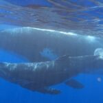 Observe and Swim with Whales in Tahiti - Key Points