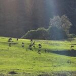 Ocean Road Private Tour from Melbourne - Who Should Consider This Tour?