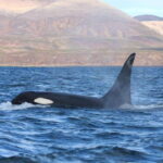 Ocean Safari in La Ventana BCS - The Value of This Tour