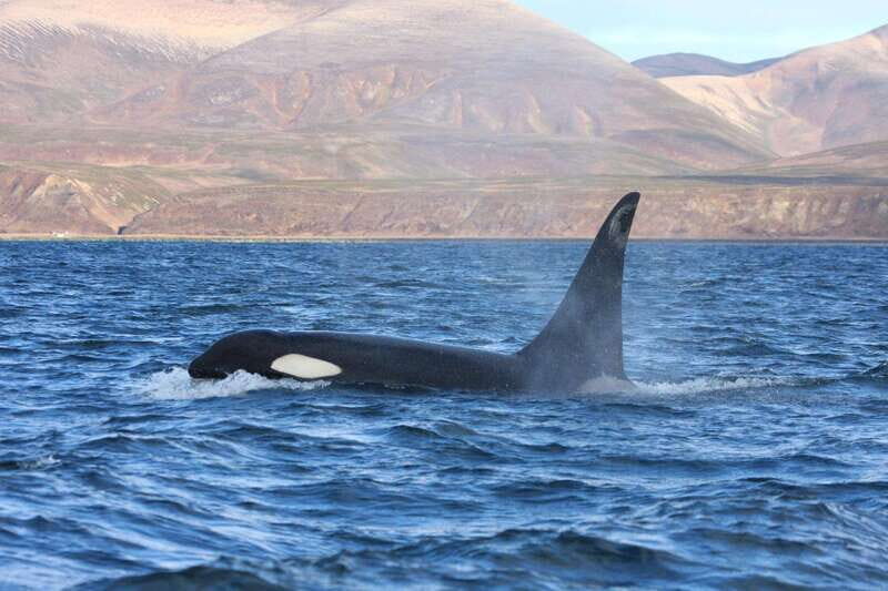Ocean Safari in La Ventana BCS - The Value of This Tour