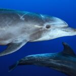 Ocean Safari: Sea Lions, Mobula Rays, Dolphins, Orcas & Whales - The Snorkeling and Wildlife Encounter Experience