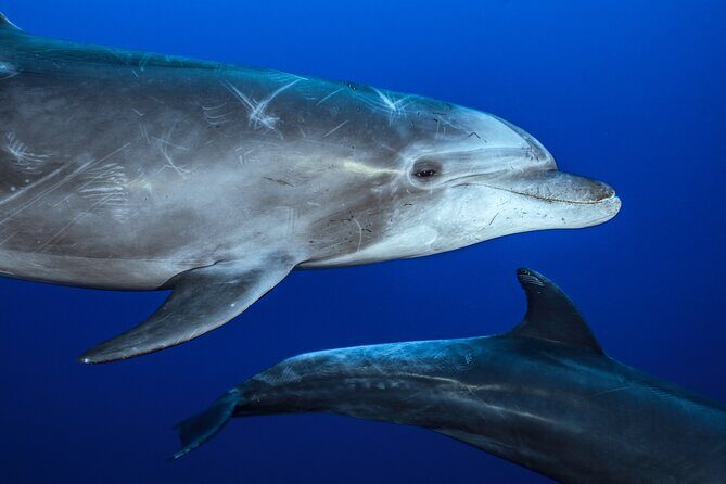 Ocean Safari: Sea Lions, Mobula Rays, Dolphins, Orcas & Whales - The Snorkeling and Wildlife Encounter Experience