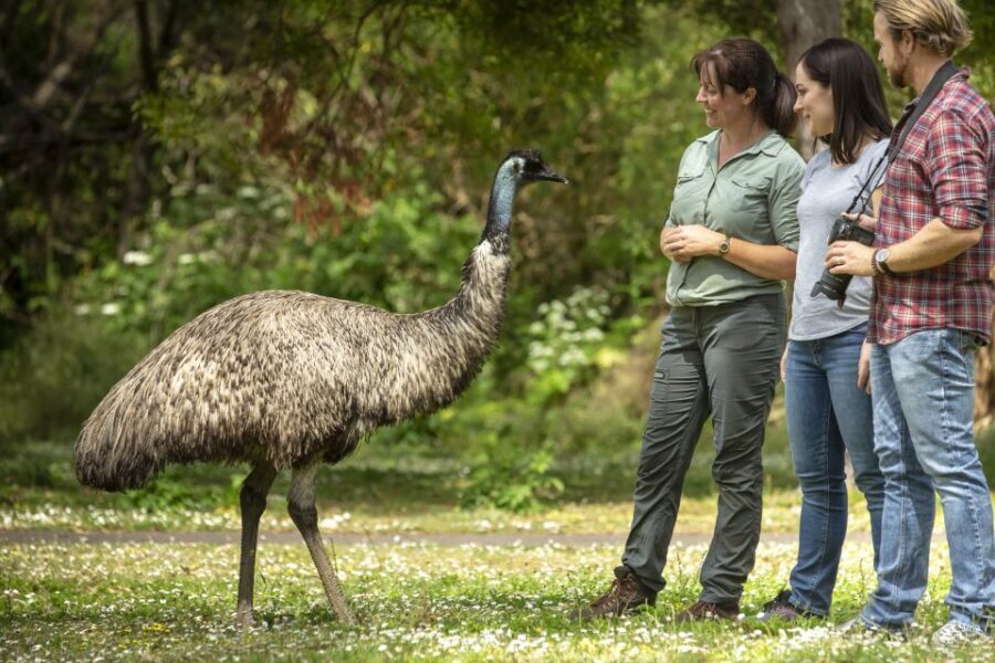 Oceans to Mountains Explorer: 3-Day Great Ocean Road Tour - The Value of This Tour