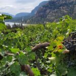 Okanagan Falls Private Wine Tour - Full Day - What to Expect from the Itinerary