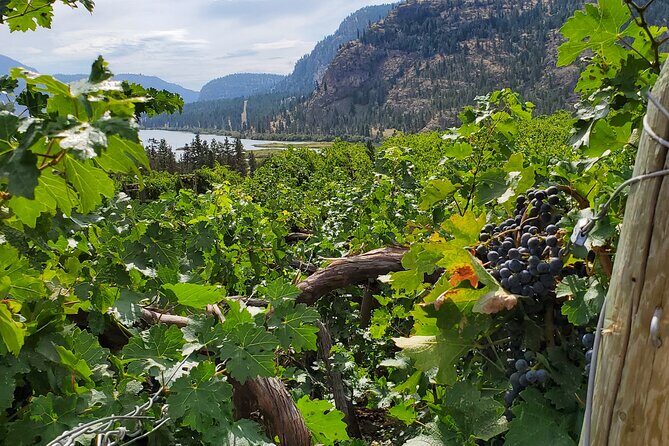 Okanagan Falls Private Wine Tour - Full Day - What to Expect from the Itinerary