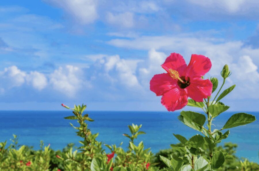 Okinawa Private Custom Tour with Local Guide - Detailed Breakdown of the Itinerary