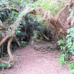 Okinawa: Sacred Island Tour to Kudakas Ryukyuan Holy Sites - An In-Depth Look at the Kudaka Island Sacred Tour