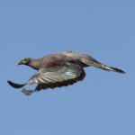 One Day Birding Adventure - Why This Tour Is a Great Choice