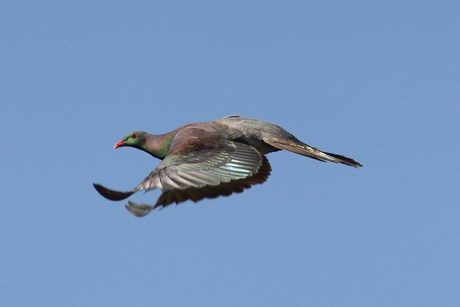 One Day Birding Adventure - Why This Tour Is a Great Choice