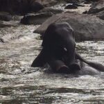 One day Elephants in Nature Experience & Grand Canyon Jumping - Transition to Relaxation at Grand Canyon