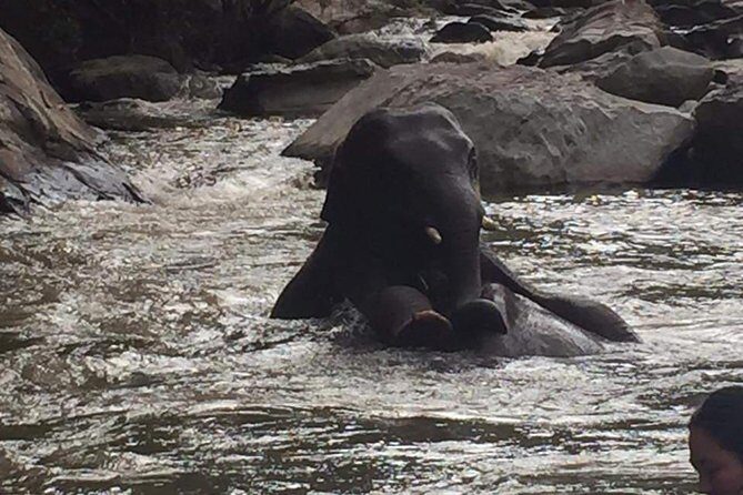 One day Elephants in Nature Experience & Grand Canyon Jumping - Transition to Relaxation at Grand Canyon