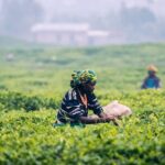 One Day Experience at Nuwara Eliya from Kandy - The Sum Up