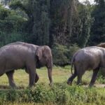 One Day Hiking and Elephant experience by Chiang Mai Elephant Home - Price and Value Analysis