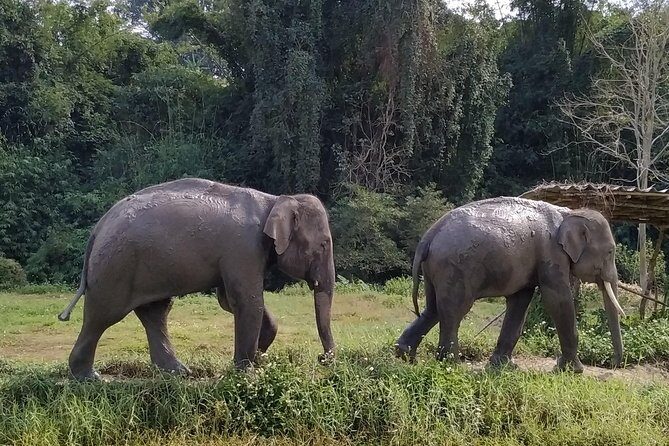One Day Hiking and Elephant experience by Chiang Mai Elephant Home - Price and Value Analysis