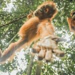ONE DAY JUNGLE TREKKING 6-7 hours (see orang utan) + RAFTING in BUKIT LAWANG - Exploring the Detailed Itinerary