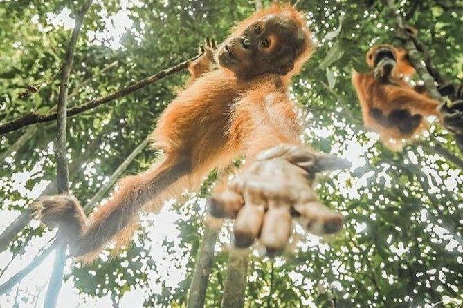 ONE DAY JUNGLE TREKKING 6-7 hours (see orang utan) + RAFTING in BUKIT LAWANG - Exploring the Detailed Itinerary