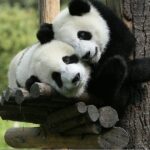 One-Day Private Panda Tour Of Chengdu - Strolling Through Jinli Street and Cultural Sites