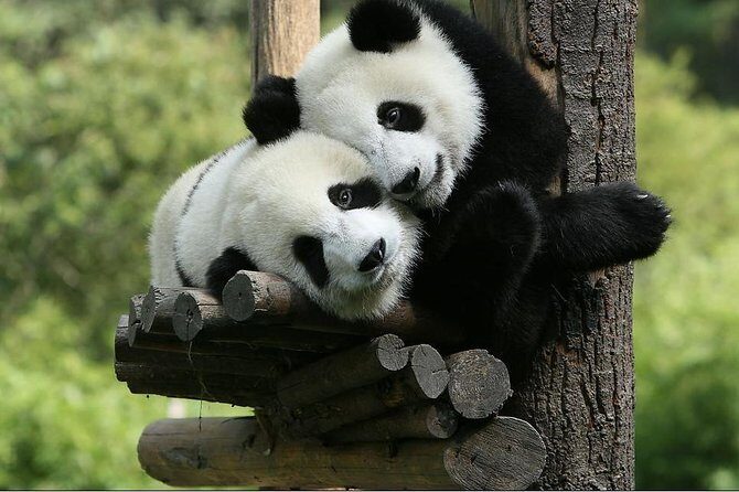 One-Day Private Panda Tour Of Chengdu - Strolling Through Jinli Street and Cultural Sites
