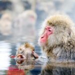 One Day Private Sightseeing tour to Snow Monkey Zenkoji Temp - Practical Details: What to Know Before Booking