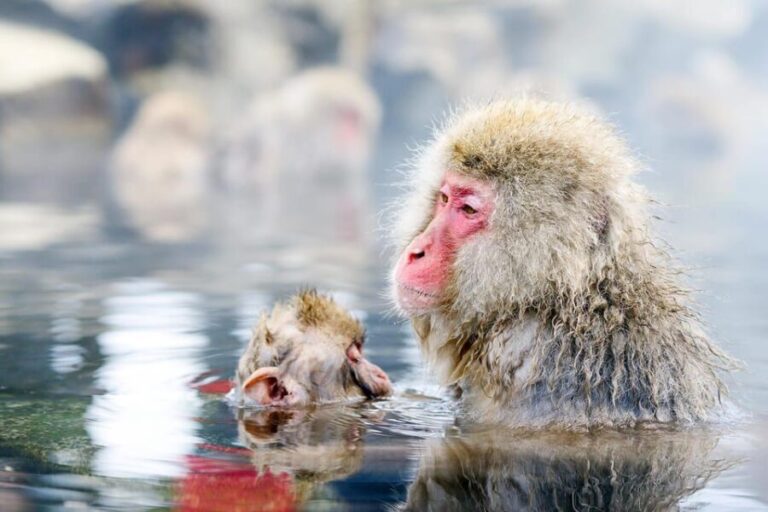 One Day Private Sightseeing tour to Snow Monkey Zenkoji Temp - Practical Details: What to Know Before Booking