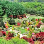 One Day Private Tour-Nami, Petite and Garden of Morning Calm - Practical Details: What’s Included and What’s Not