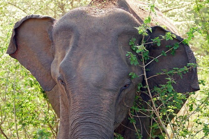 One Day Safari Tour to Bundala National Park from Colombo - Who Is This Tour Best For?