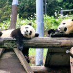 One Day Trip to Panda Base and Dujiangyan Irrigation Project - Transportation, Timing, and Group Size
