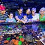 One Hour Coral Farm Tour, Discover Australia's Marine Life - The Sum Up