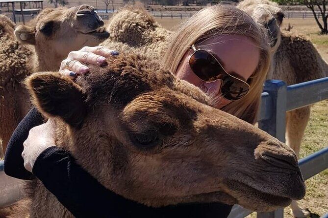 One Hump Camel Farm and Wine Tour - What’s in the Price? Analyzing the Value