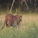 One Night Camping in Wilpattu National Park - Final Thoughts
