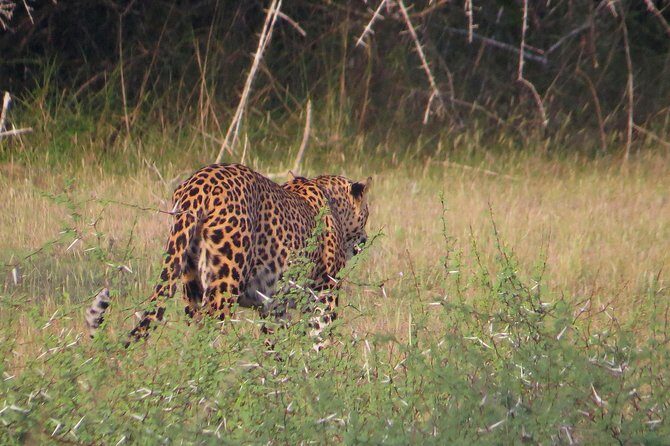 One Night Camping in Wilpattu National Park - Final Thoughts