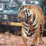One-Way Private Transfer from Agra to Ranthambore - What to Expect During Your Transfer