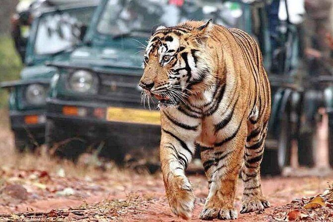 One-Way Private Transfer from Agra to Ranthambore - What to Expect During Your Transfer