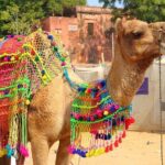 One Way Transfer From Jaipur To Jodhpur With Pushkar & Lunch (Optional) - A Practical and Engaging Look at the Jaipur to Jodhpur Transfer with Pushkar Visit