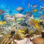 Open Water Certification Course-PADI - Why Choose this Course on Isla Mujeres?