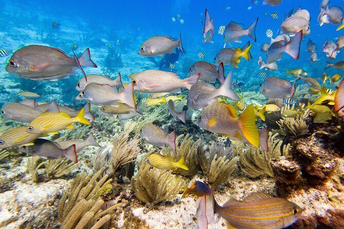 Open Water Certification Course-PADI - Why Choose this Course on Isla Mujeres?