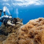 Open Water Course - Become certified diver in 3 days - What to Expect During the Course
