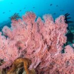 Open Water Course in Pemuteran - Get Certified in Bali - Authentic Experiences & What Travelers Say