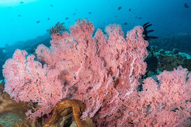 Open Water Course in Pemuteran - Get Certified in Bali - Authentic Experiences & What Travelers Say