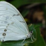 Openwork butterfly garden - Why You Might Want to Visit