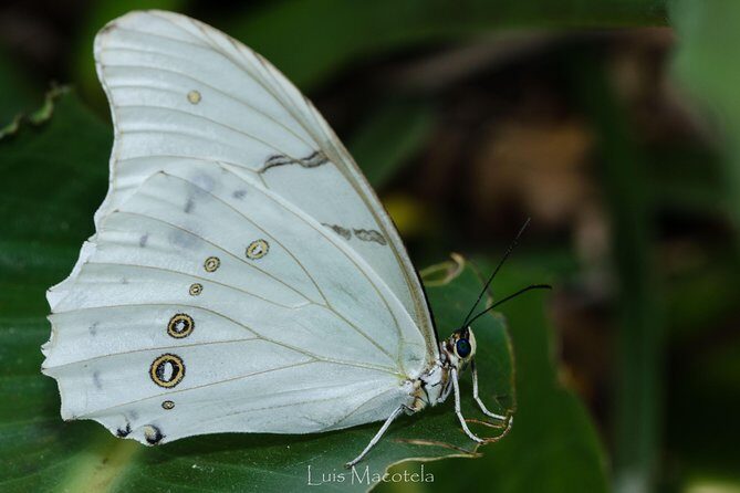Openwork butterfly garden - Why You Might Want to Visit