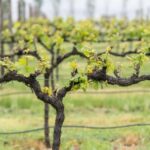 Orange: Explore with Swinging Bridge - Guided Tour & Tasting - Who Should Consider This Tour?