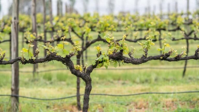 Orange: Explore with Swinging Bridge - Guided Tour & Tasting - Who Should Consider This Tour?