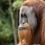 Orangutan Experience at Melbourne Zoo - excl. entry - Who Is This Tour Best For?