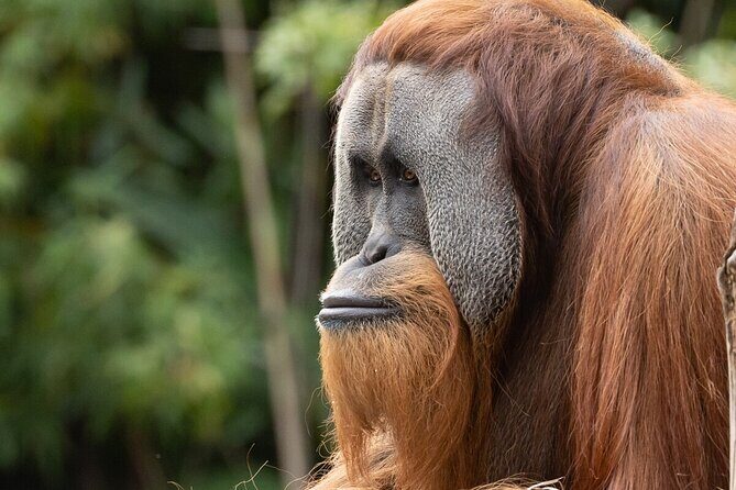 Orangutan Experience at Melbourne Zoo - excl. entry - Who Is This Tour Best For?