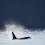Orcas Island: Orca Whales guaranteed boat tour - Authenticity and Value